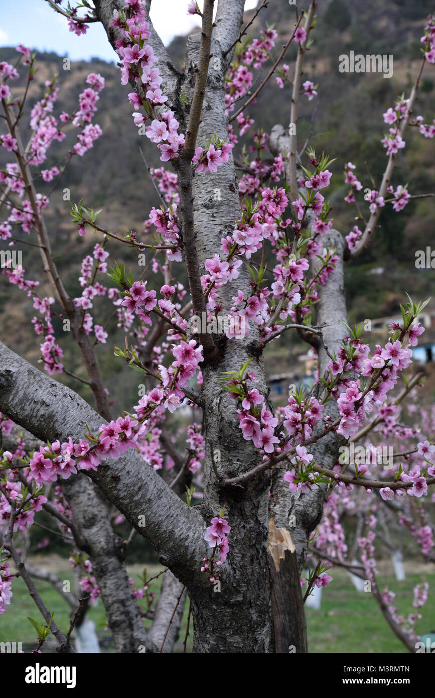 peach tree, kasauli, himachal pradesh, India, Asia Stock Photo - Alamy