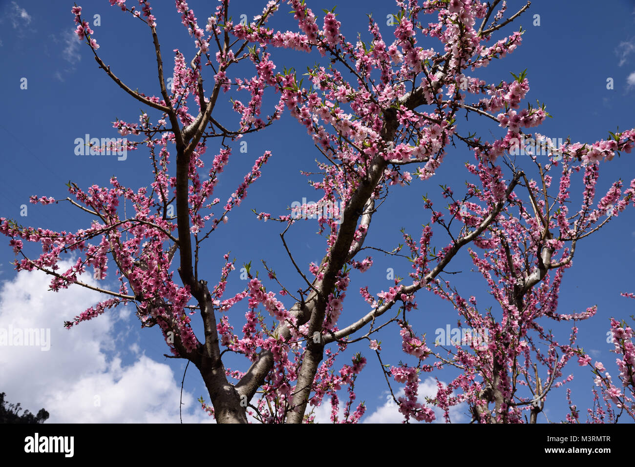 Peach tree india hi-res stock photography and images - Alamy