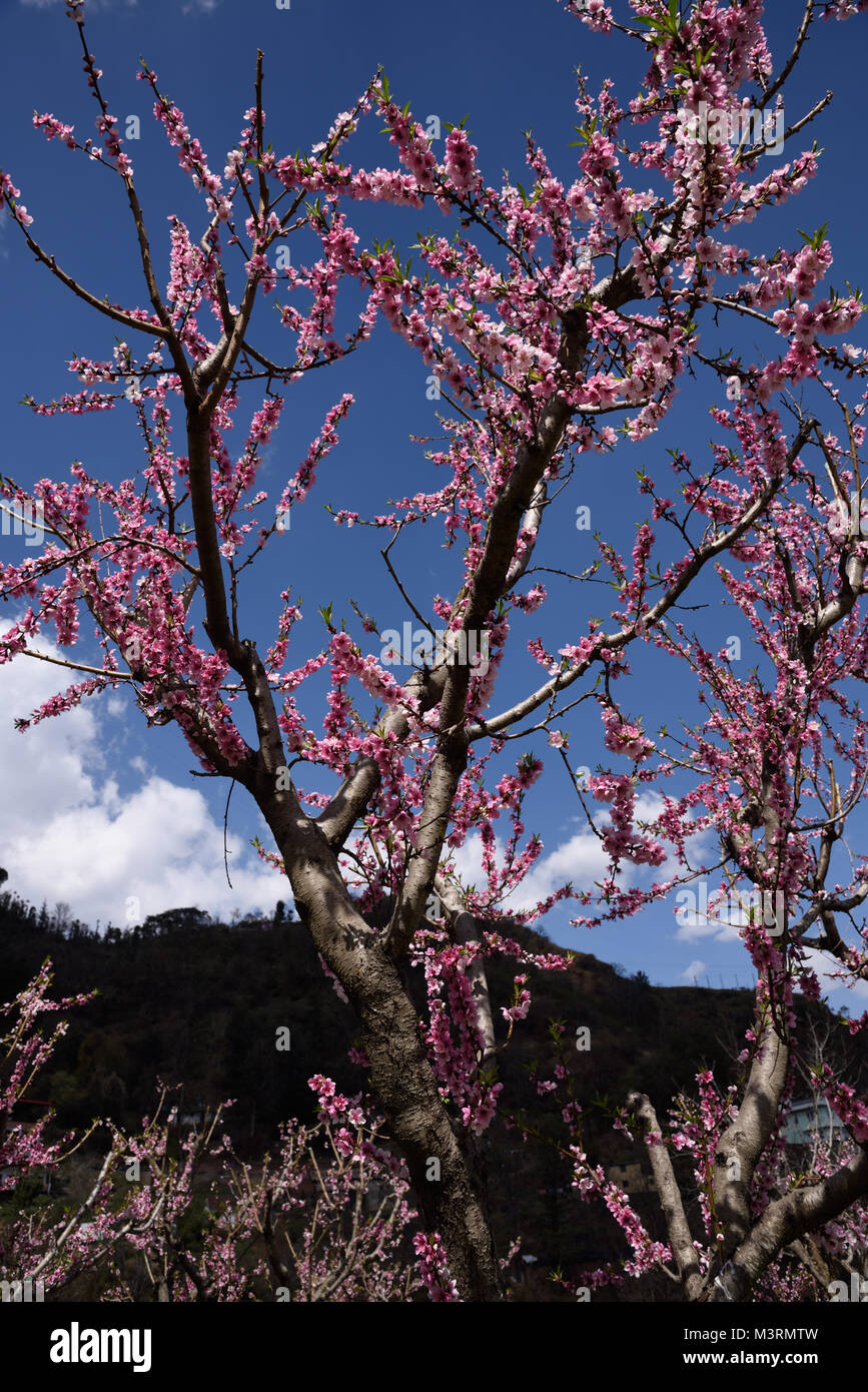 peach tree, kasauli, himachal pradesh, India, Asia Stock Photo - Alamy