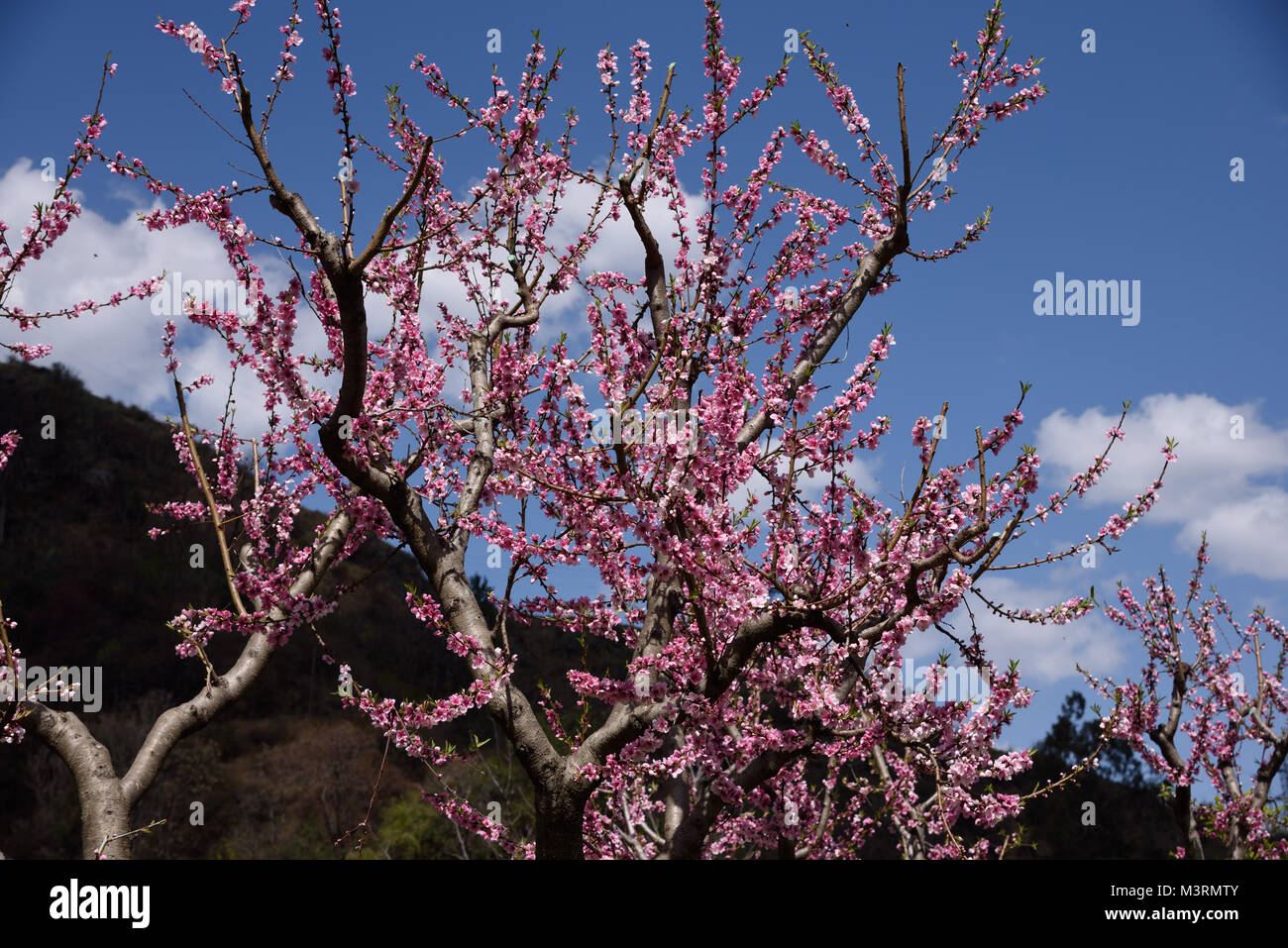 peach tree, kasauli, himachal pradesh, India, Asia Stock Photo - Alamy