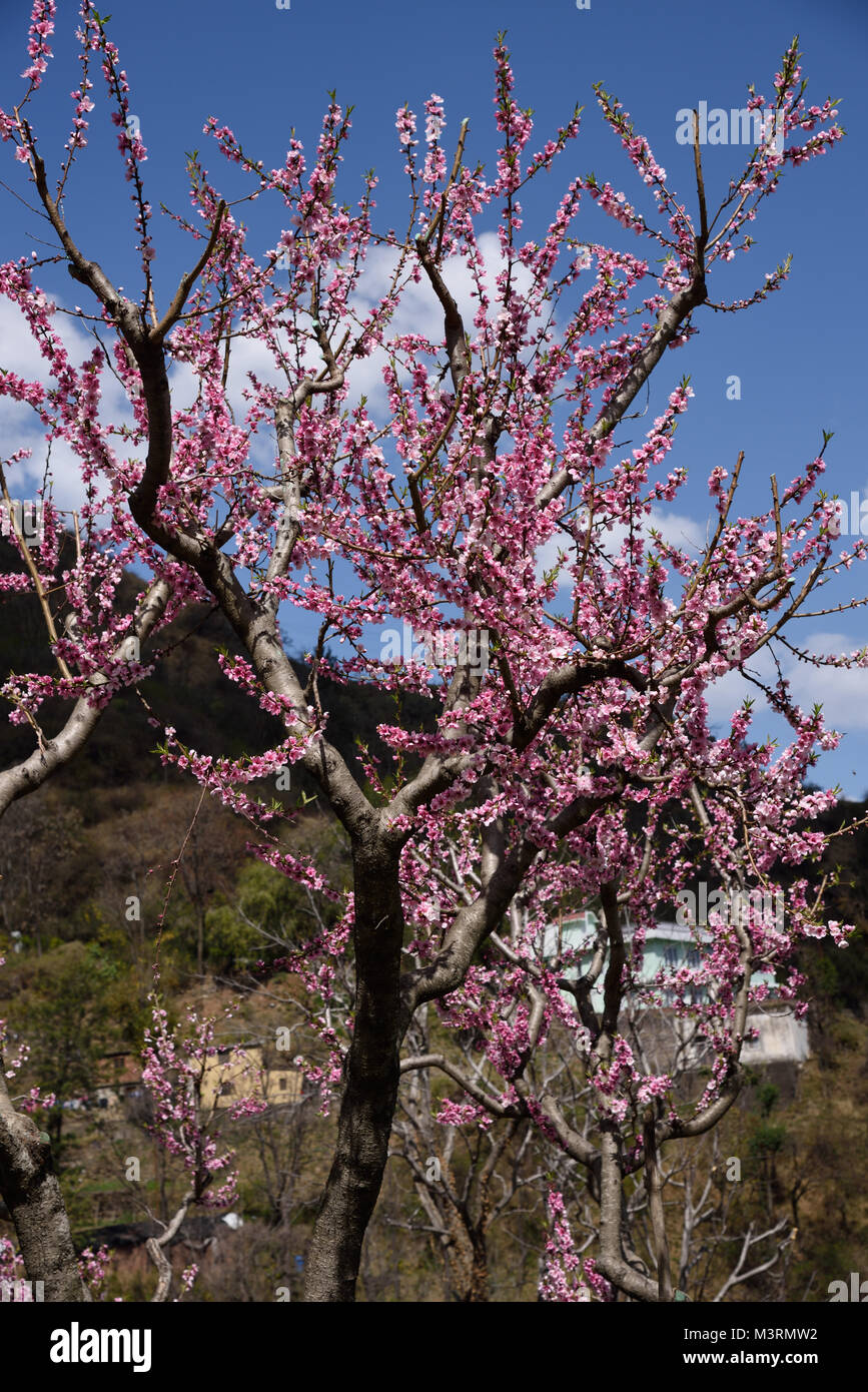 peach tree, kasauli, himachal pradesh, India, Asia Stock Photo - Alamy