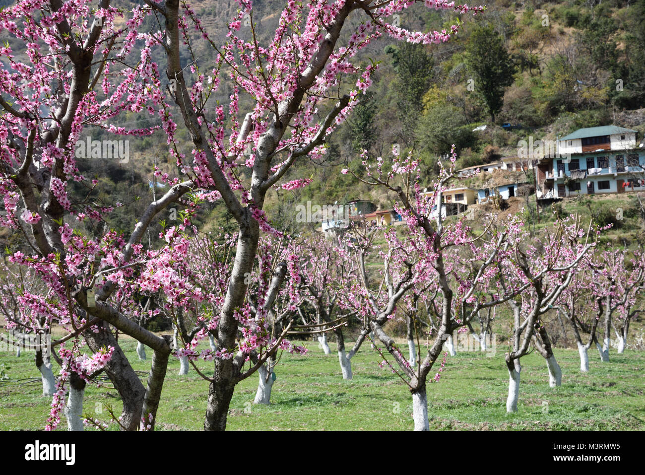 peach tree, kasauli, himachal pradesh, India, Asia Stock Photo - Alamy