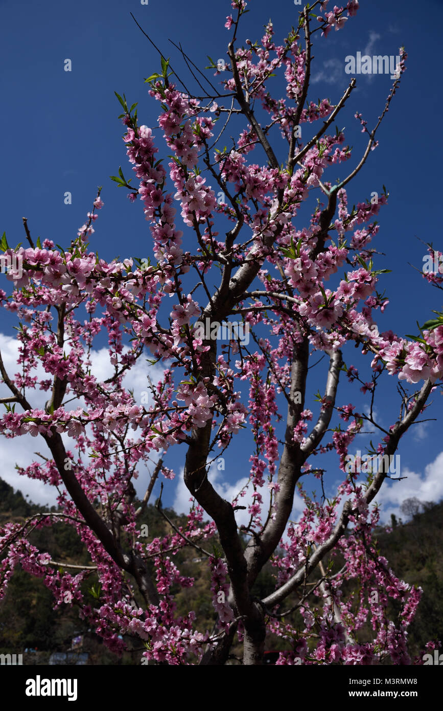 peach tree, kasauli, himachal pradesh, India, Asia Stock Photo - Alamy