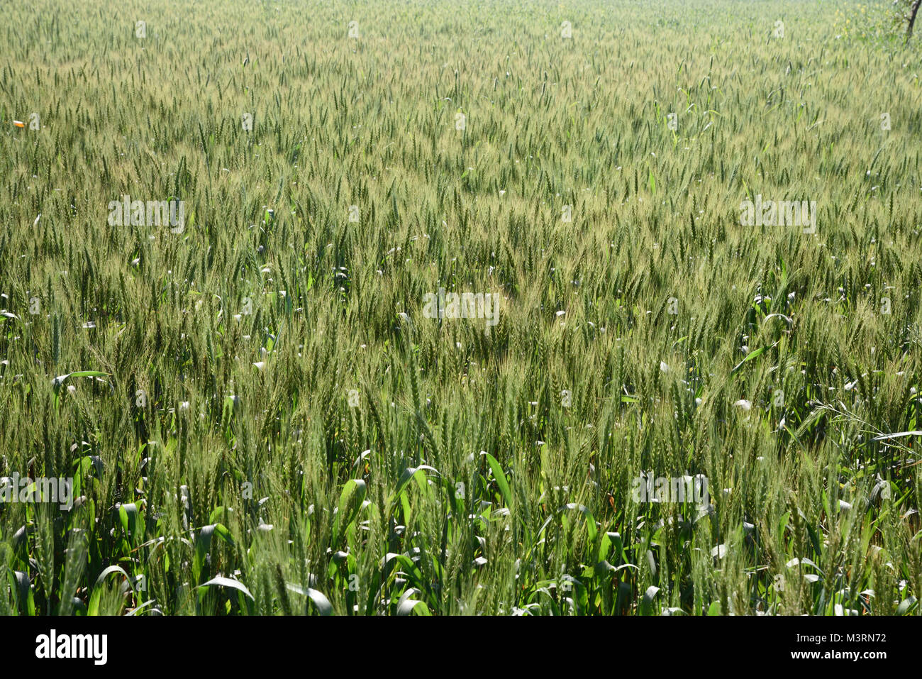 Wheat crop field, Patiala, Punjab, India, Asia Stock Photo - Alamy
