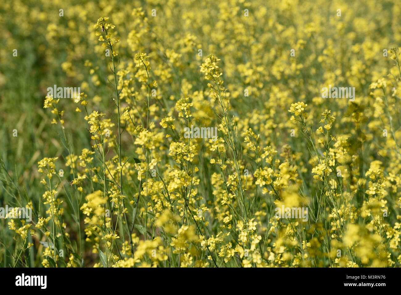Mustard Crop Field India High Resolution Stock Photography and Images ...