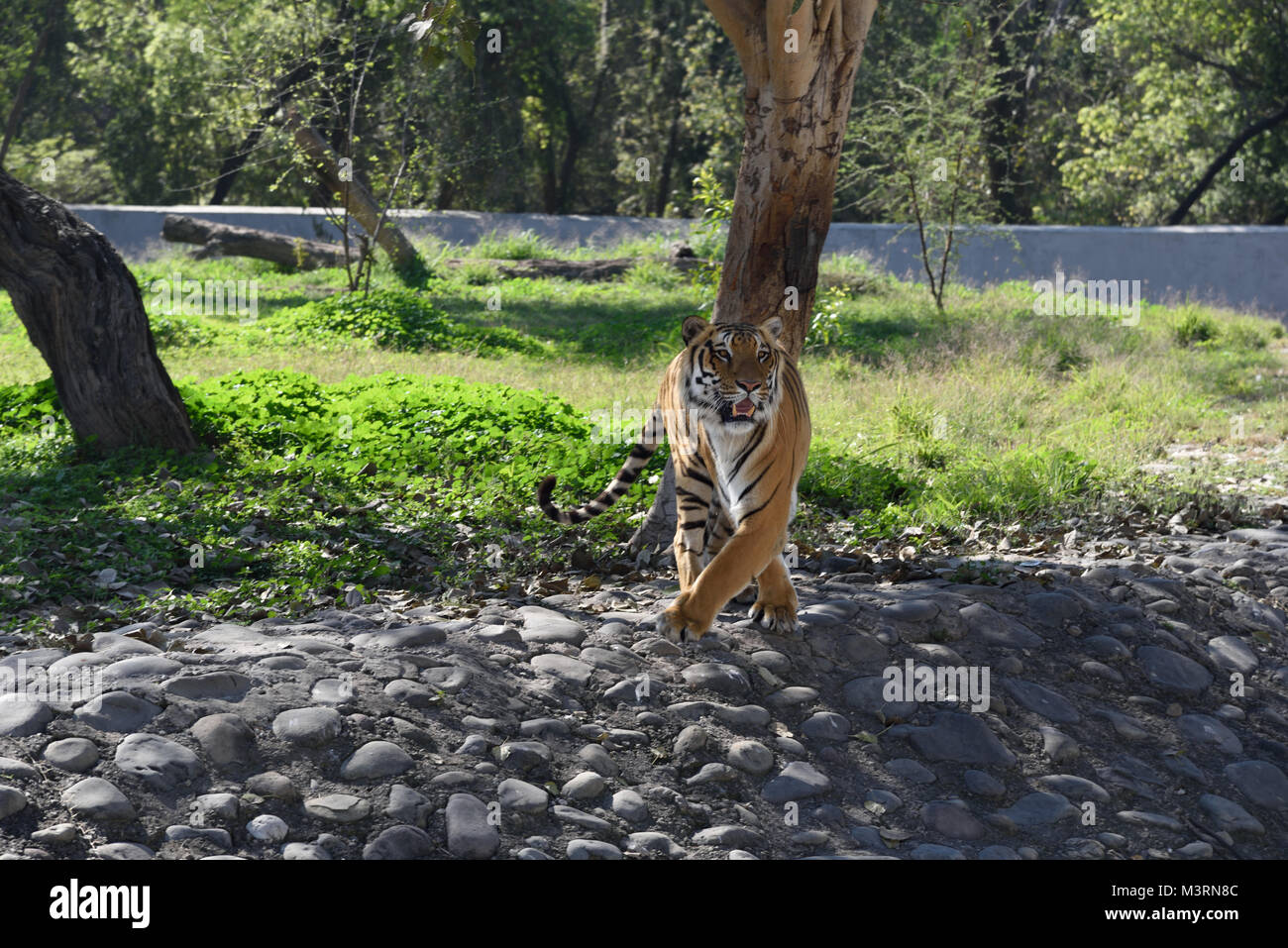 Tiger in Mahendra Choudhary Zoo, Patiala, Punjab, India, Asia Stock ...