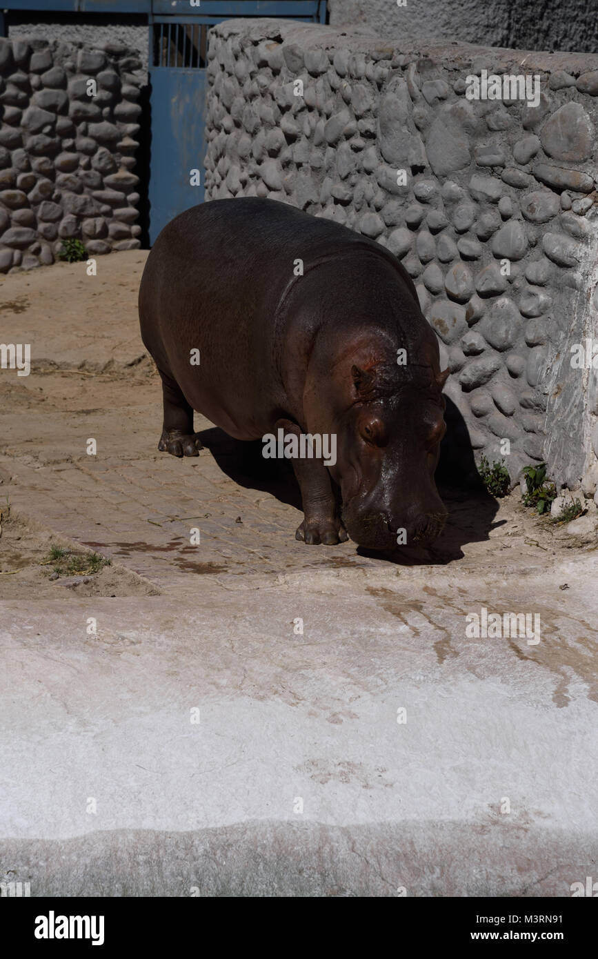 Indian hippopotamus hi-res stock photography and images - Alamy