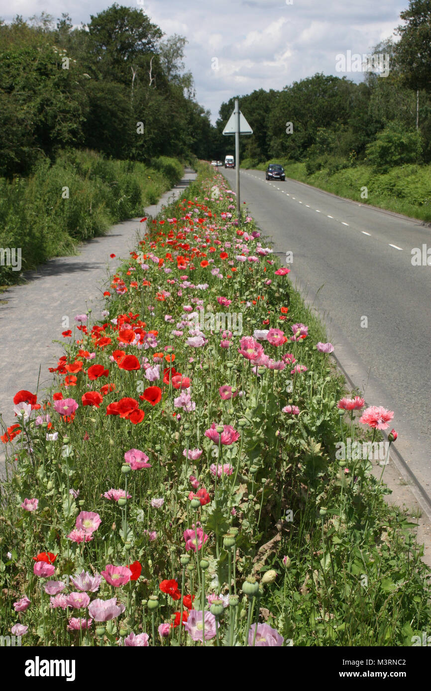 Roadside verge flowers hi-res stock photography and images - Alamy