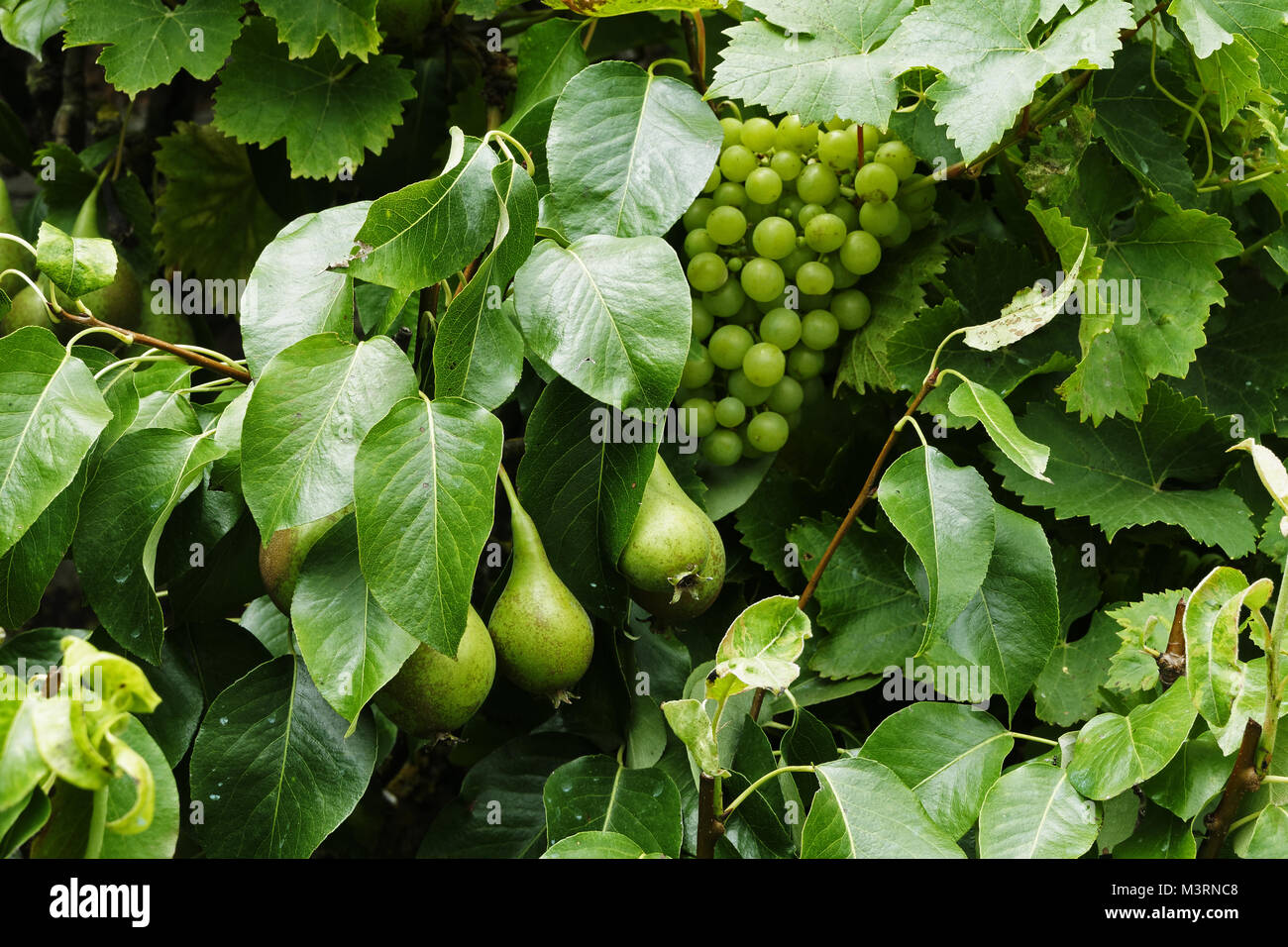 Conference pear tree hi-res stock photography and images - Alamy