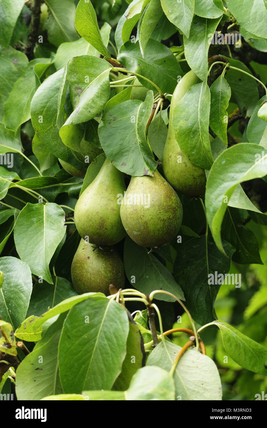 Conference pear tree hi-res stock photography and images - Alamy
