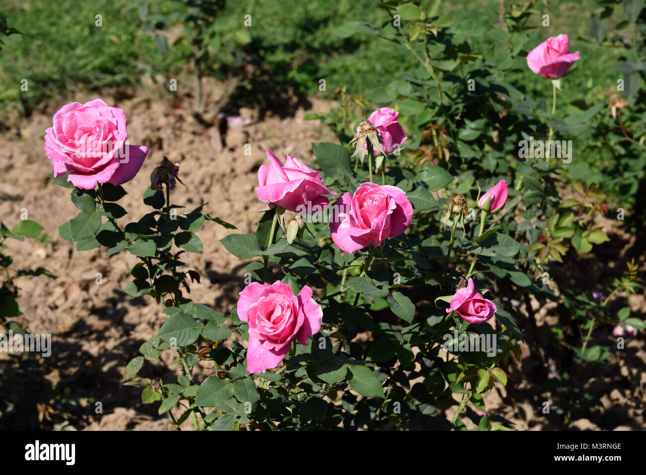 Rose garden, Chandigarh, Punjab, India, Asia Stock Photo - Alamy