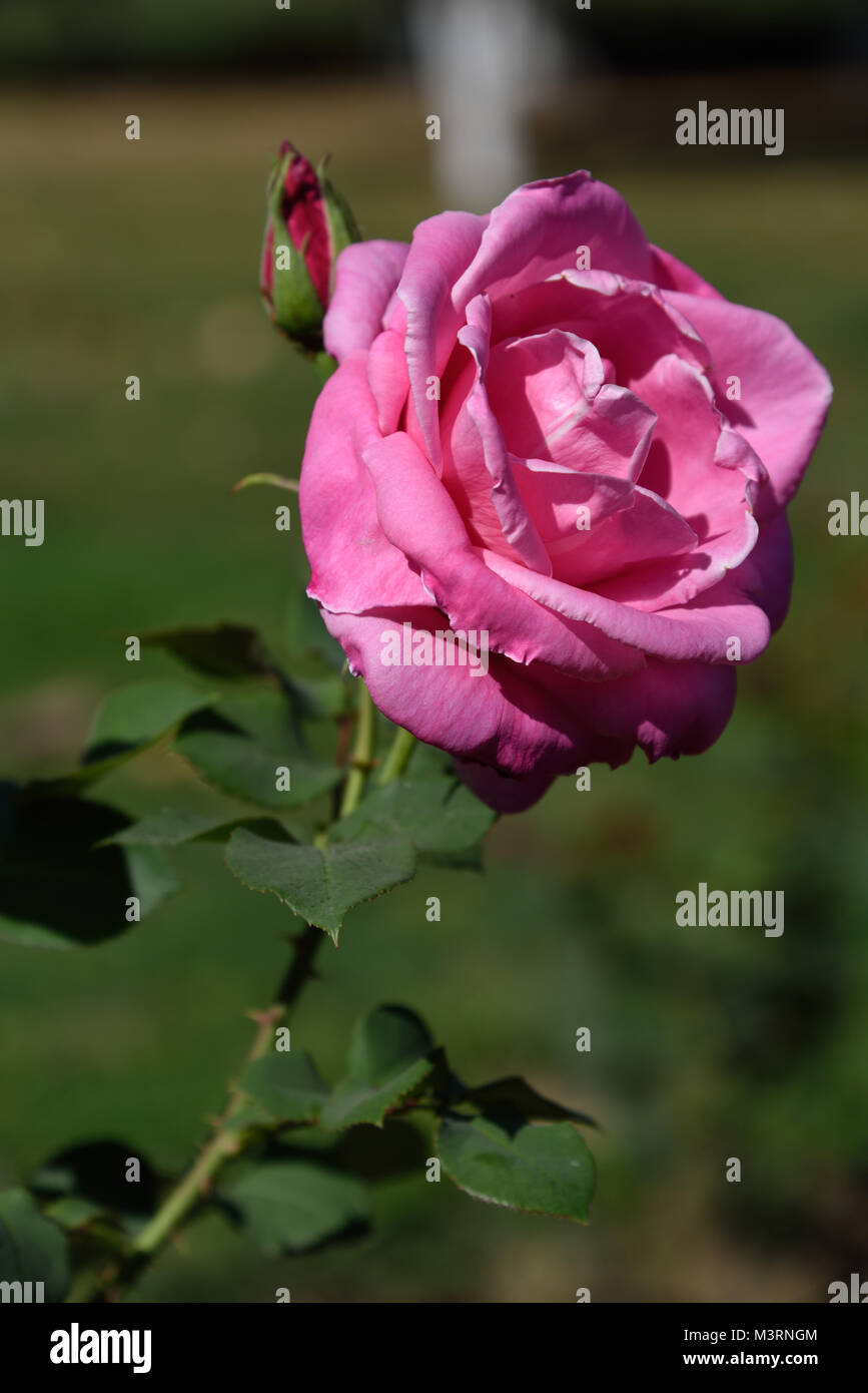 Rose garden, Chandigarh, Punjab, India, Asia Stock Photo - Alamy
