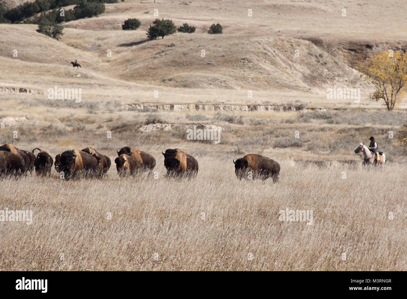 Badlands National Park Bison Roundup Stock Photo - Alamy