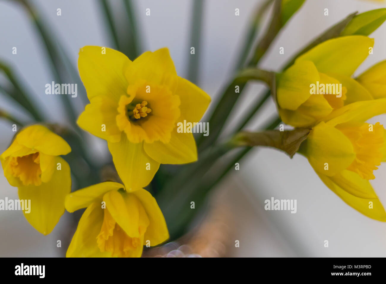 Daffodils spring time in a home Stock Photo - Alamy