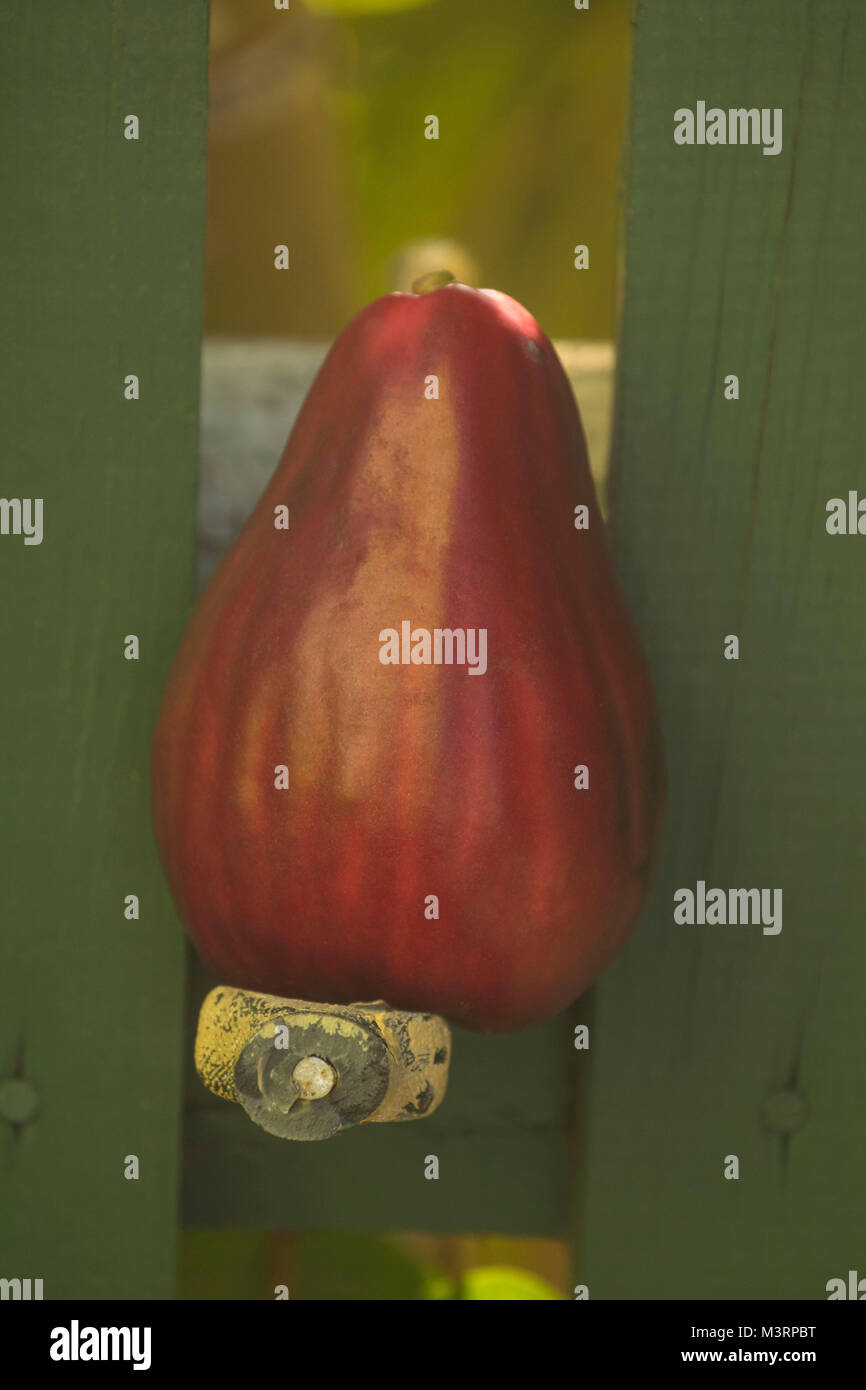 Jamaican Otaheite apple fruit still-life photograph Stock Photo - Alamy