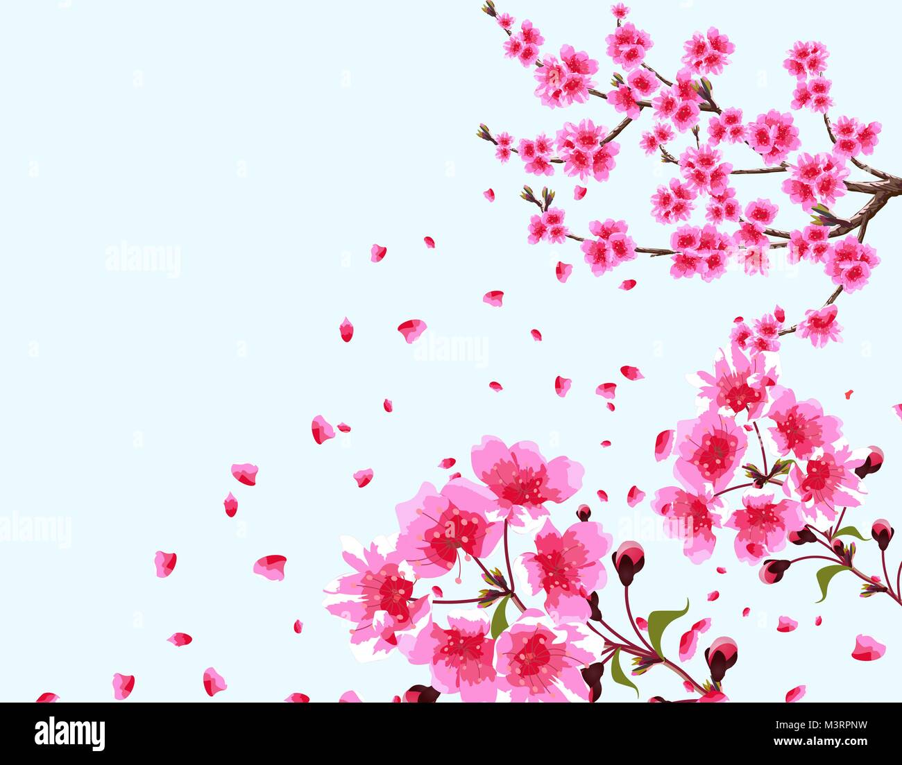Sakura. A branched curved branch of a blossoming cherry spring tree ...