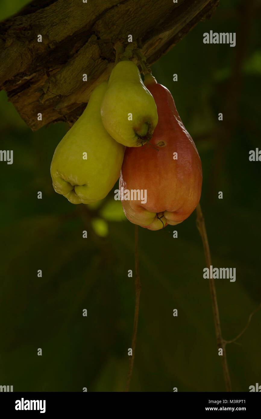 Otaheite apple tree hi-res stock photography and images - Alamy