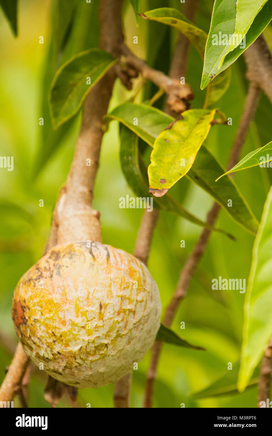 mammy fruit, Ocho Rios, Jamaica, West Indies, Caribbean Stock Photo - Alamy