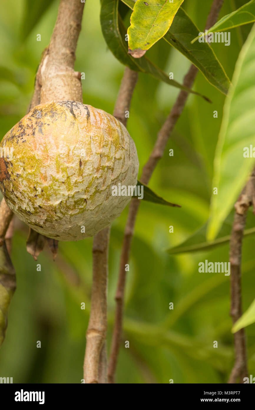 mammy fruit, Ocho Rios, Jamaica, West Indies, Caribbean Stock Photo - Alamy