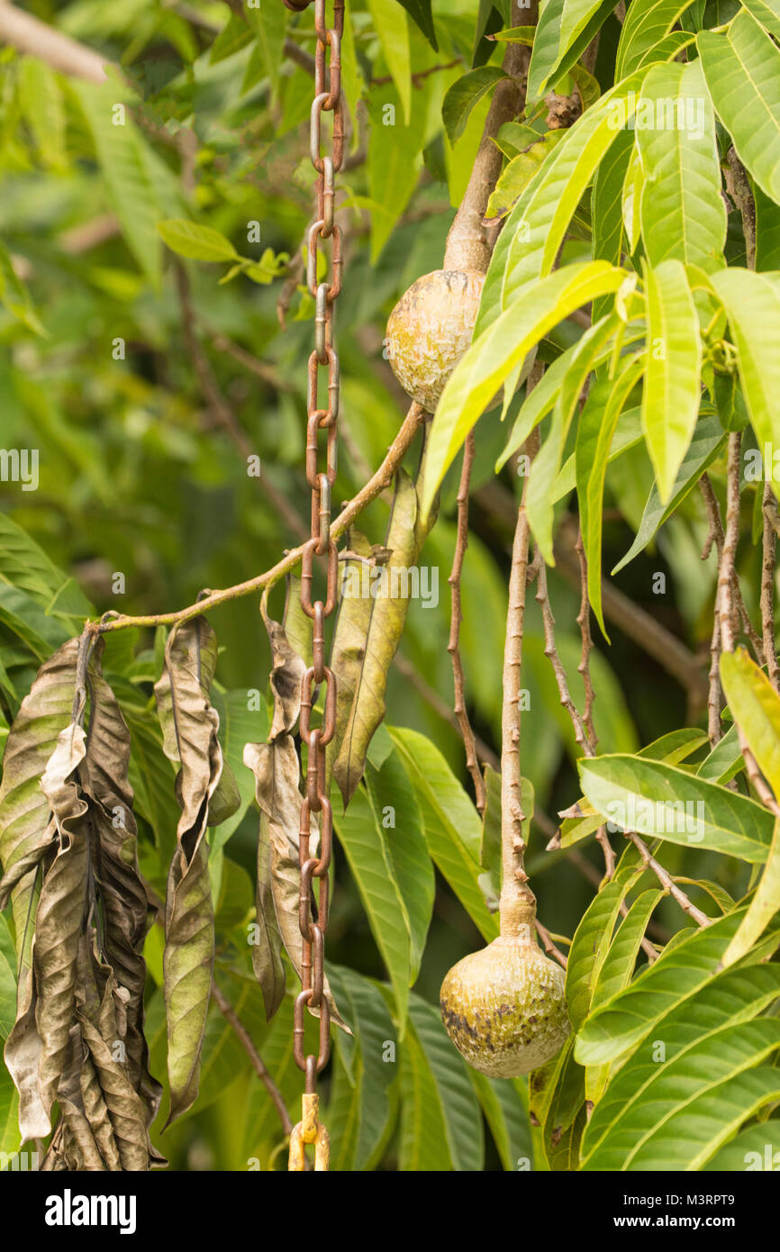 mammy fruit, Ocho Rios, Jamaica, West Indies, Caribbean Stock Photo - Alamy