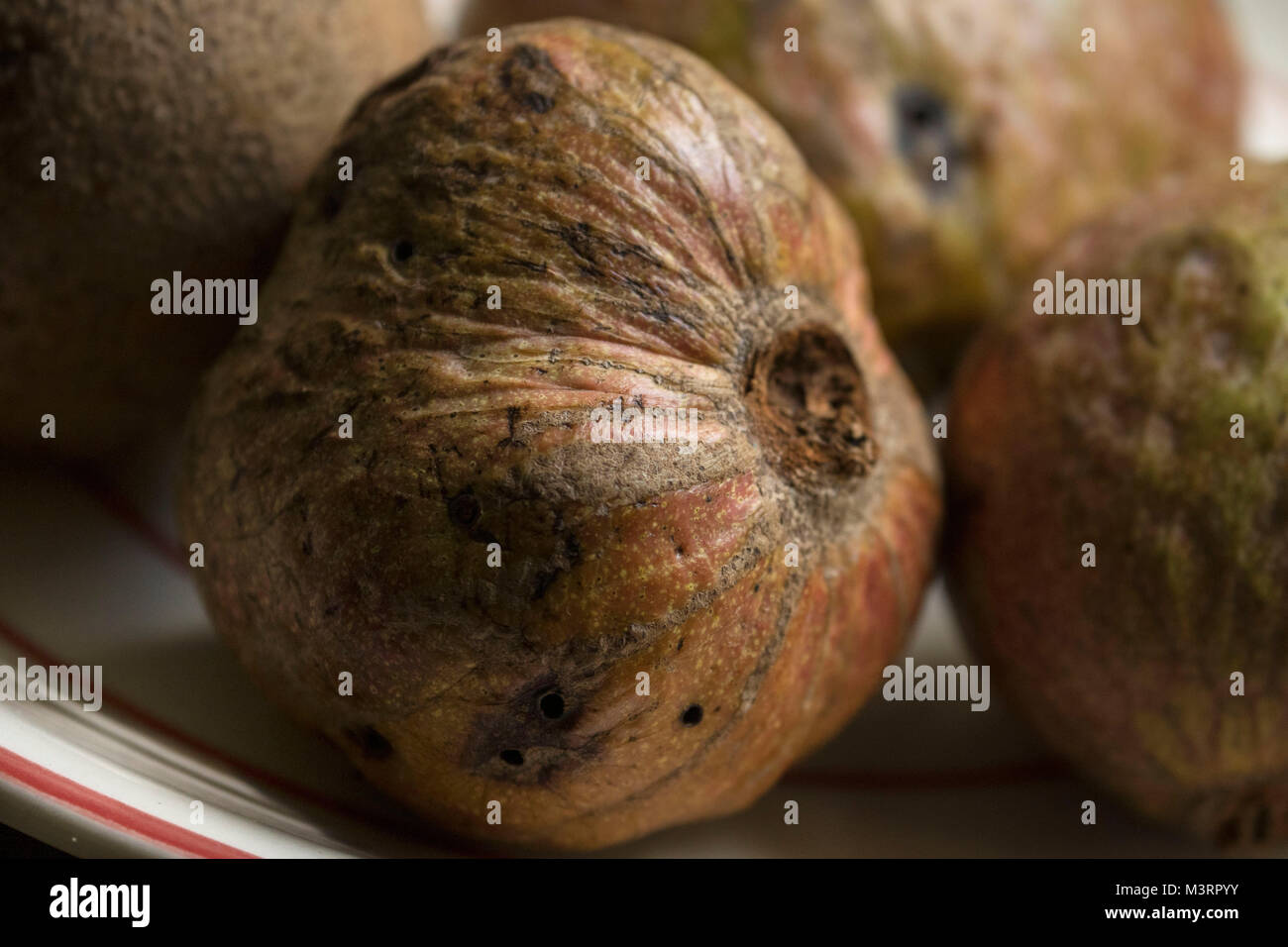 mammy fruit, Ocho Rios, Jamaica, West Indies, Caribbean Stock Photo - Alamy