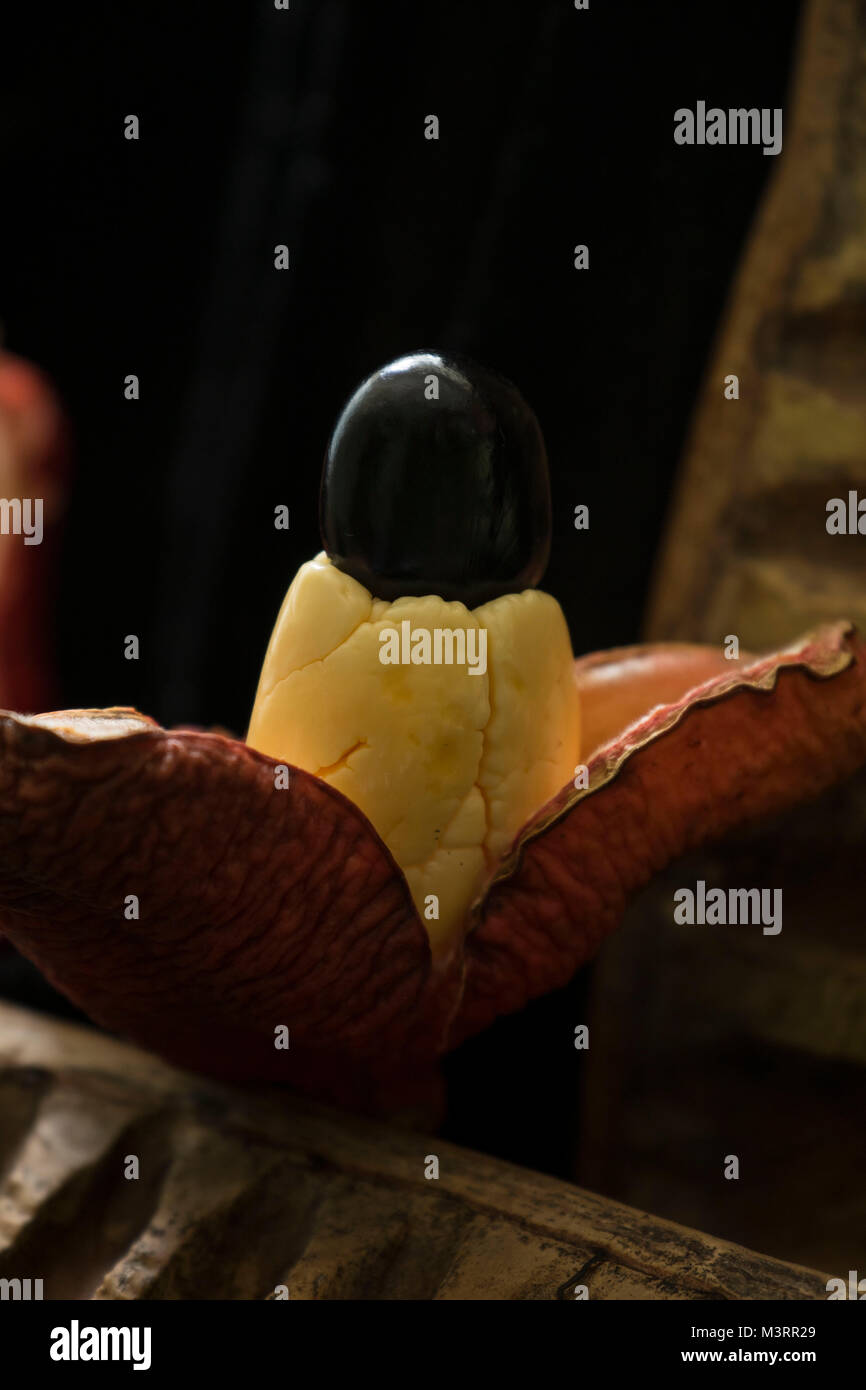 Ackee pod still life food photograph against a black background Stock ...