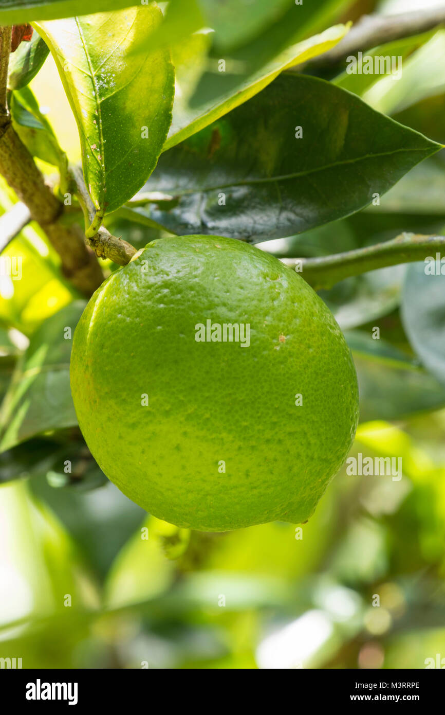 Green lime on tree in Jamaican garden in the sunshine, Ocho Rios ...