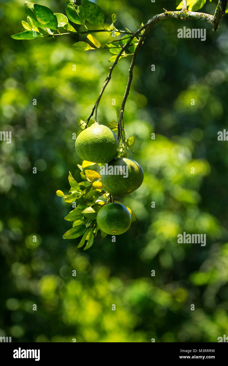 Fruiting plants on a smallholding in the Jamaican sunshine, West Indies ...