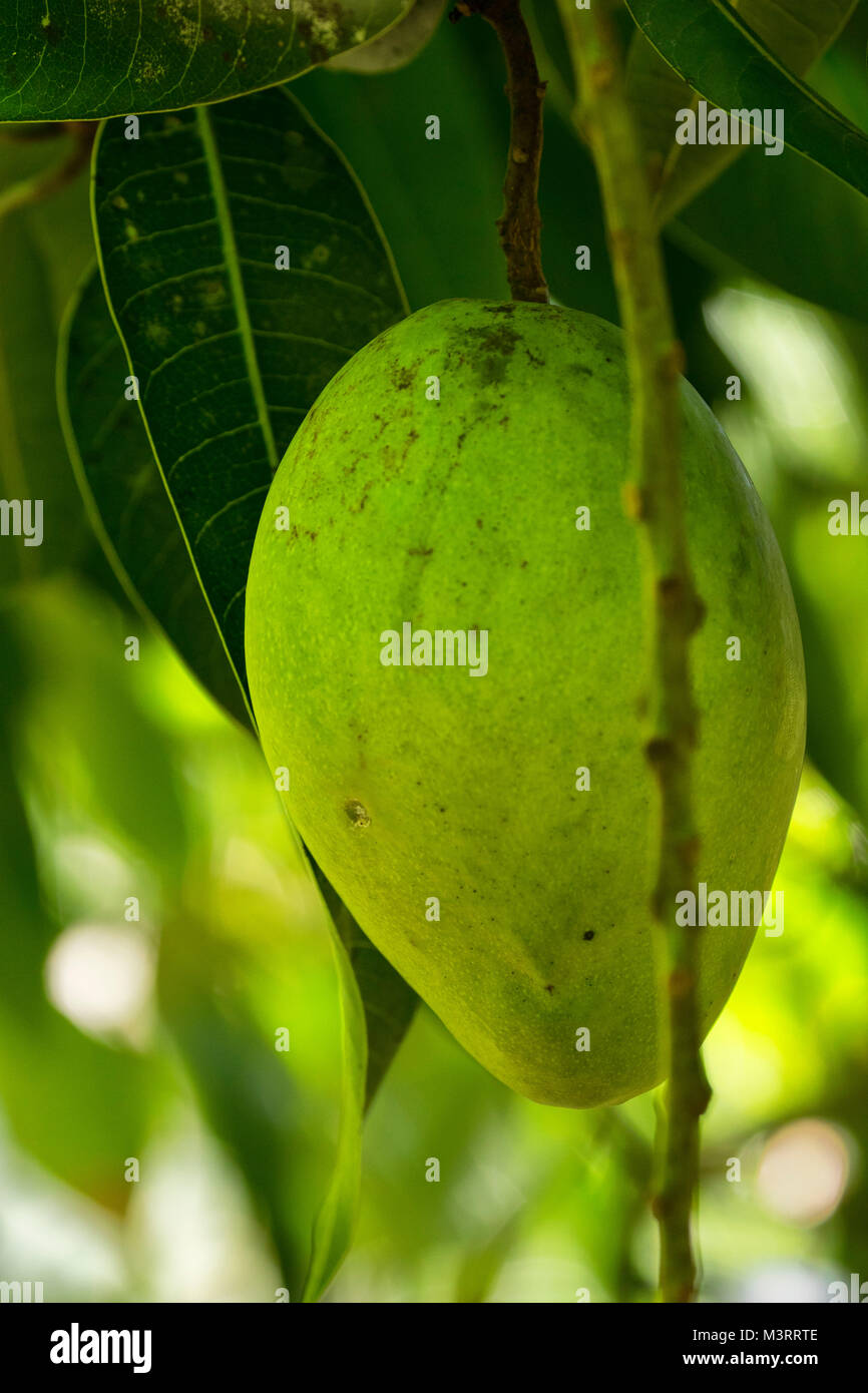 Jamaica mango hi-res stock photography and images - Alamy