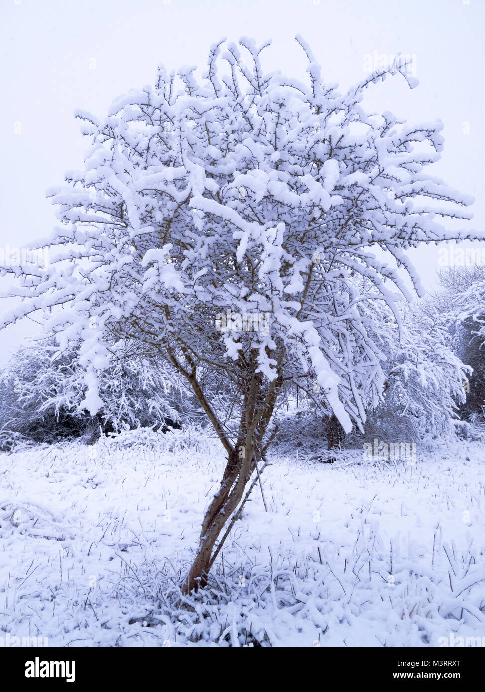 Whitethorn tree hi-res stock photography and images - Alamy