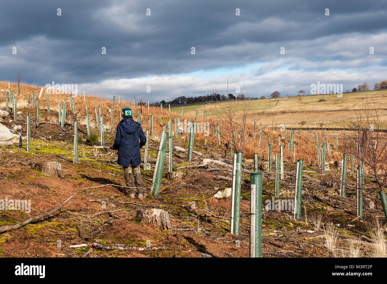 A volunteer planting trees on hillside as part of flood defence scheme ...