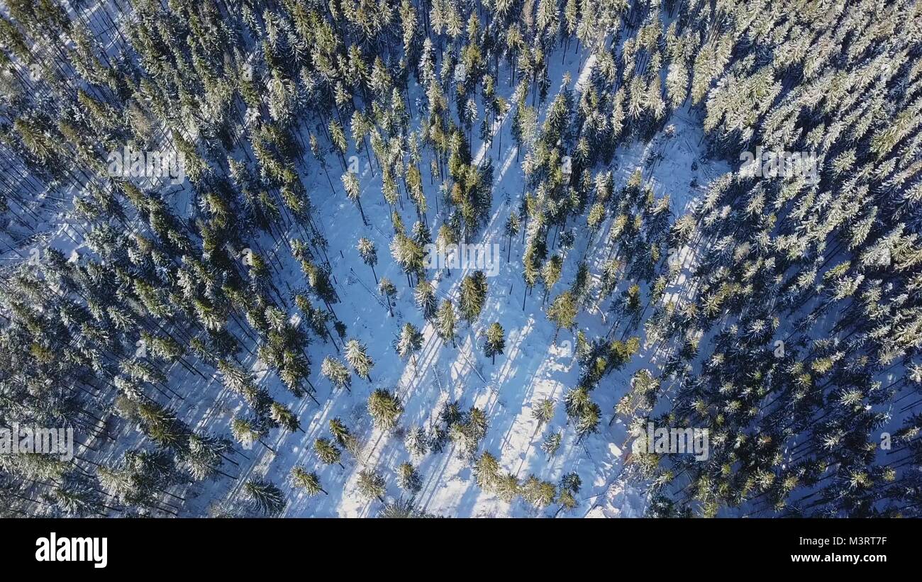 aerial view of the pine trees in the mountains Stock Photo - Alamy