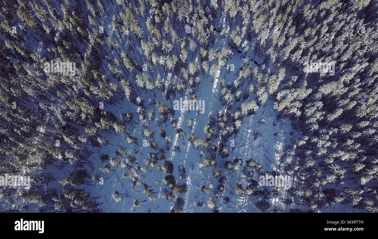 aerial view of the pine trees in the mountains Stock Photo - Alamy