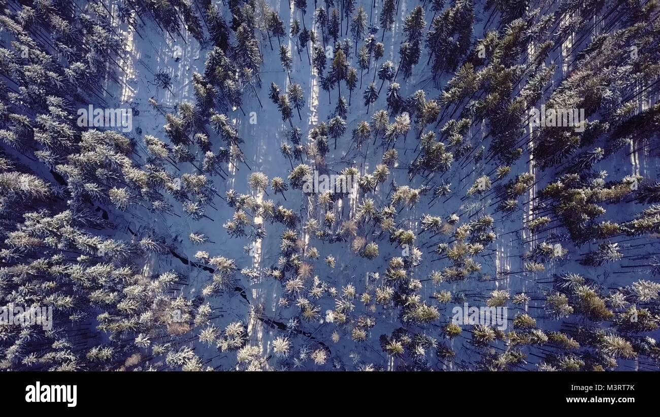 aerial view of the pine trees in the mountains Stock Photo - Alamy