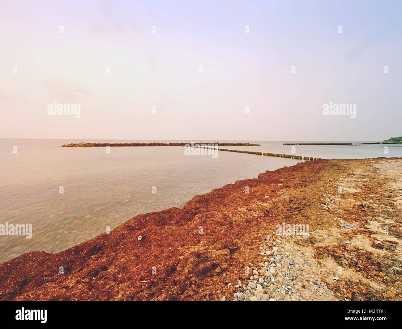 Mossy breakwater poles in foamy water of sea. Sandy beach wit algae ...