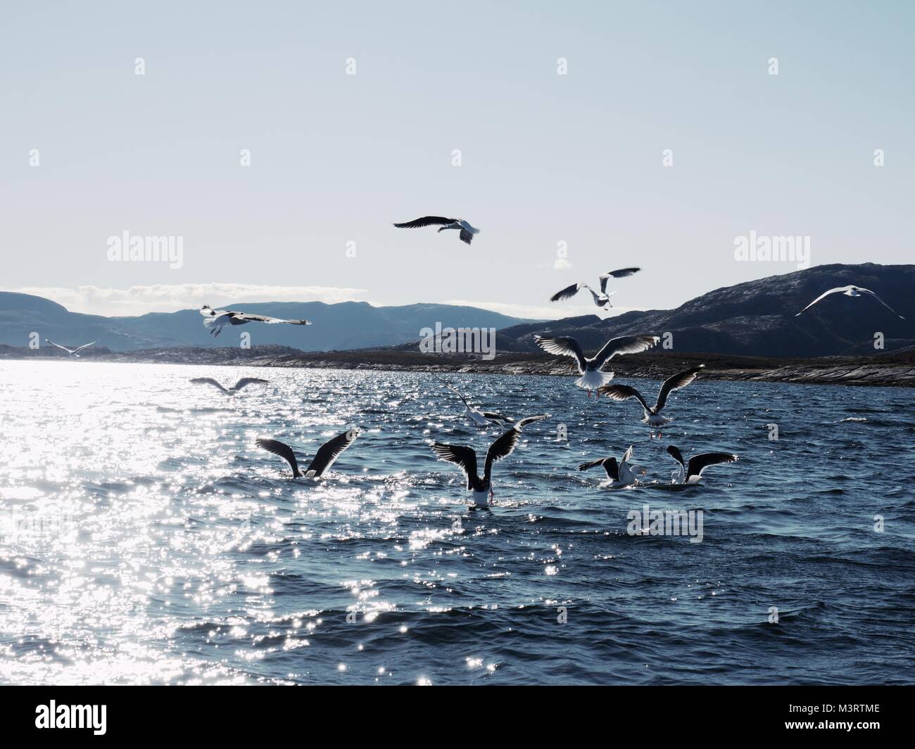 Group of hungry seagulls diving and fighting for dead fish. Fishing in ...