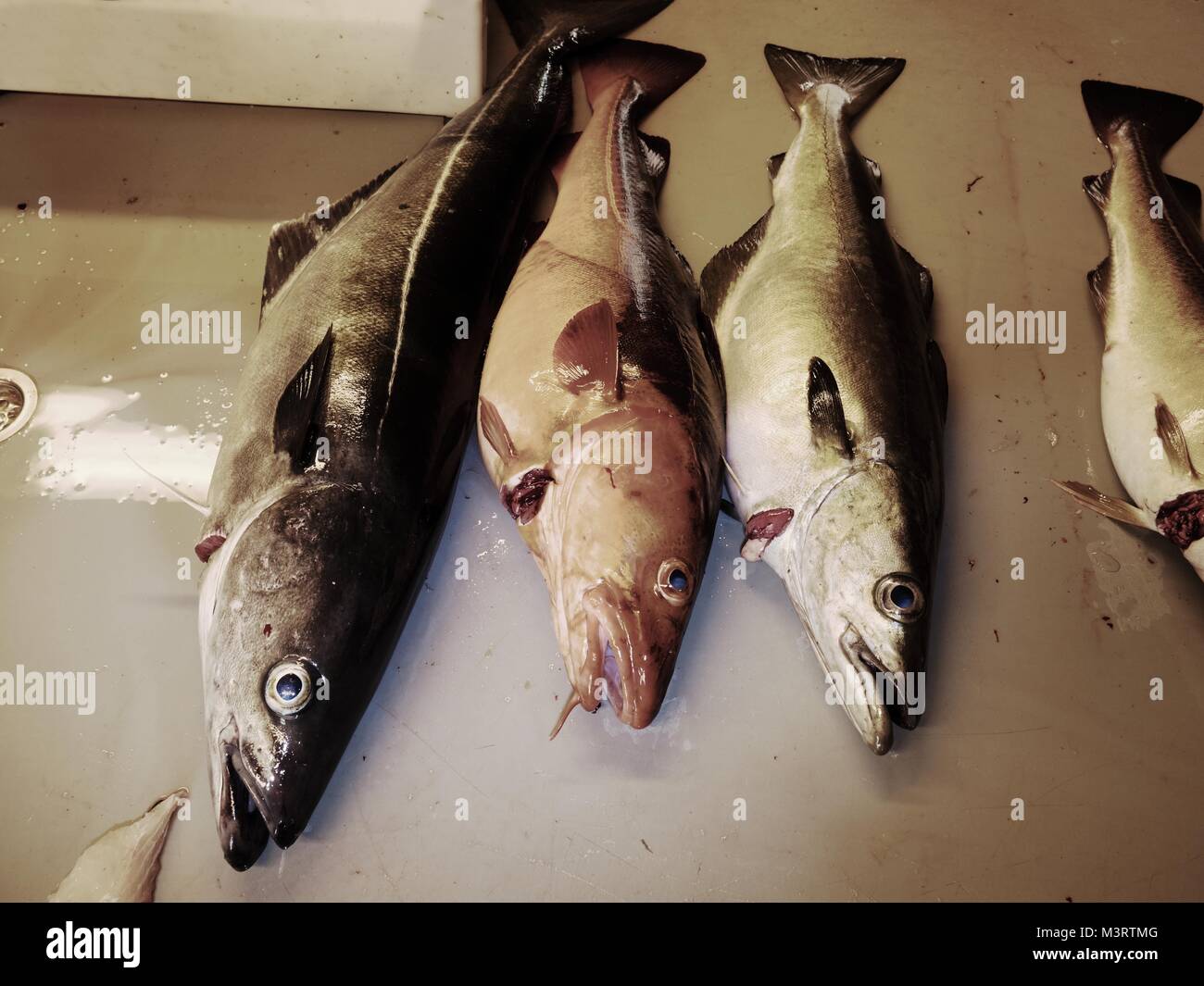 Fish gasp hi-res stock photography and images - Alamy