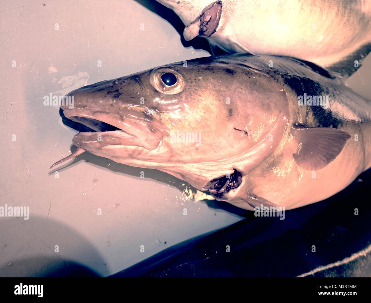 The filleting fresh caught sea fish in a family factory. Dorsal cut and ...