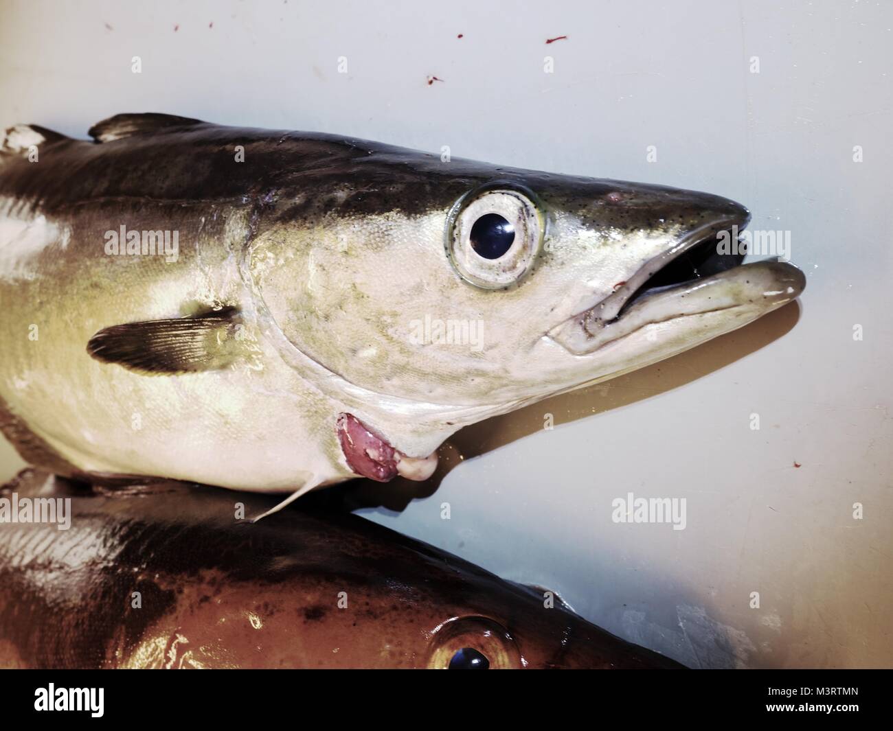 Fish Entrails Stock Photos & Fish Entrails Stock Images - Alamy