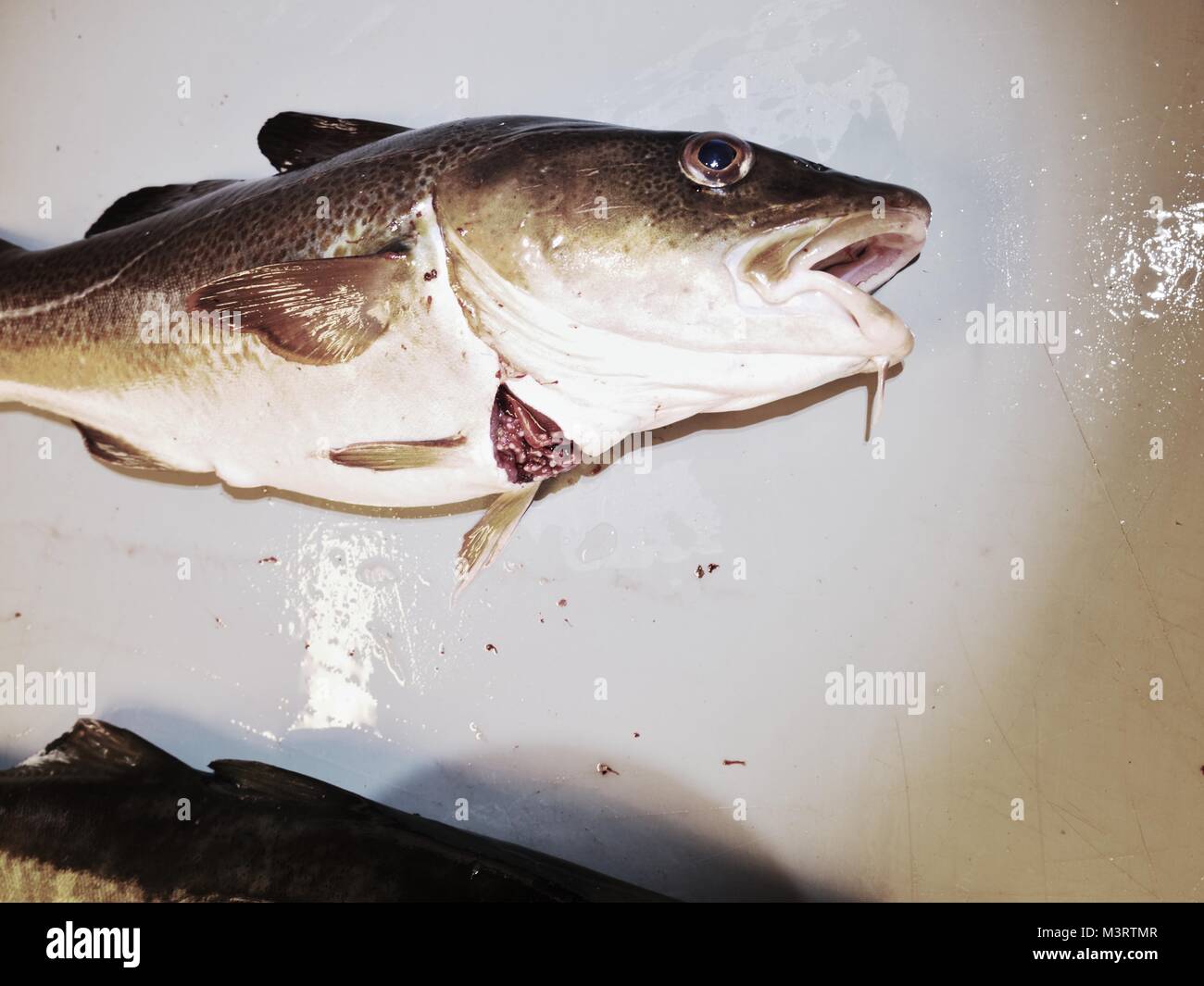 Fish on slaughterer table. Worker cleaning and filleting fresh sea cod ...