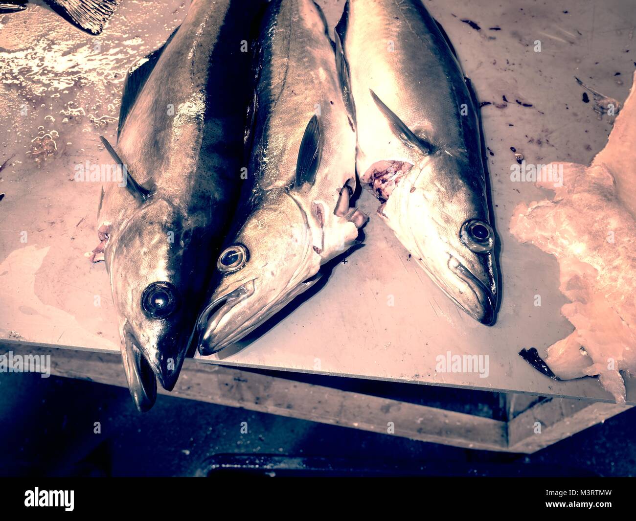 Freshly caught Coalfish on plastic table board with other catches. The ...