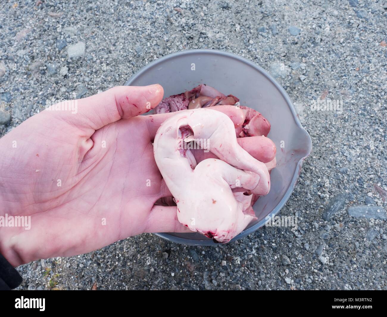 Fish dissection hi-res stock photography and images - Alamy