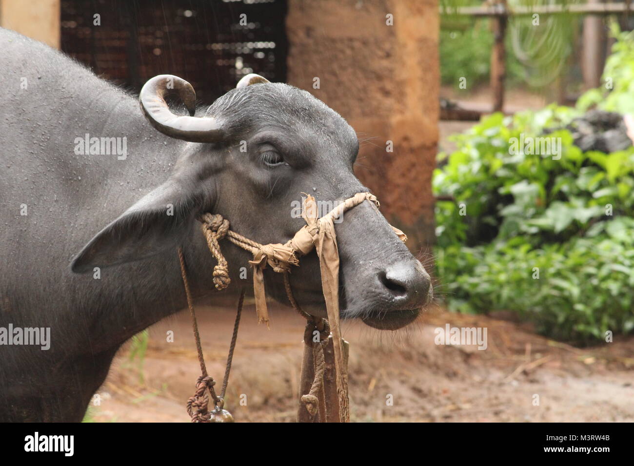 Buffalo Animal resting chewing look Stock Photo - Alamy