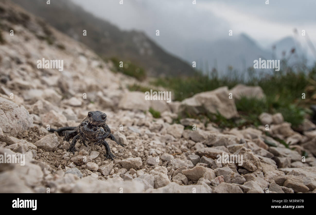 Two salamanders in the pale early morning light Stock Photo - Alamy