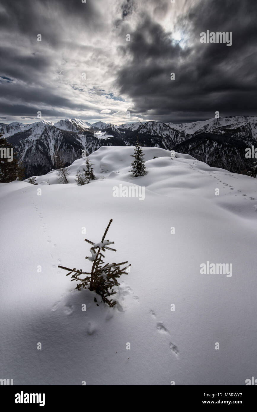 Lonely pine half drowned in the soft snow Stock Photo - Alamy