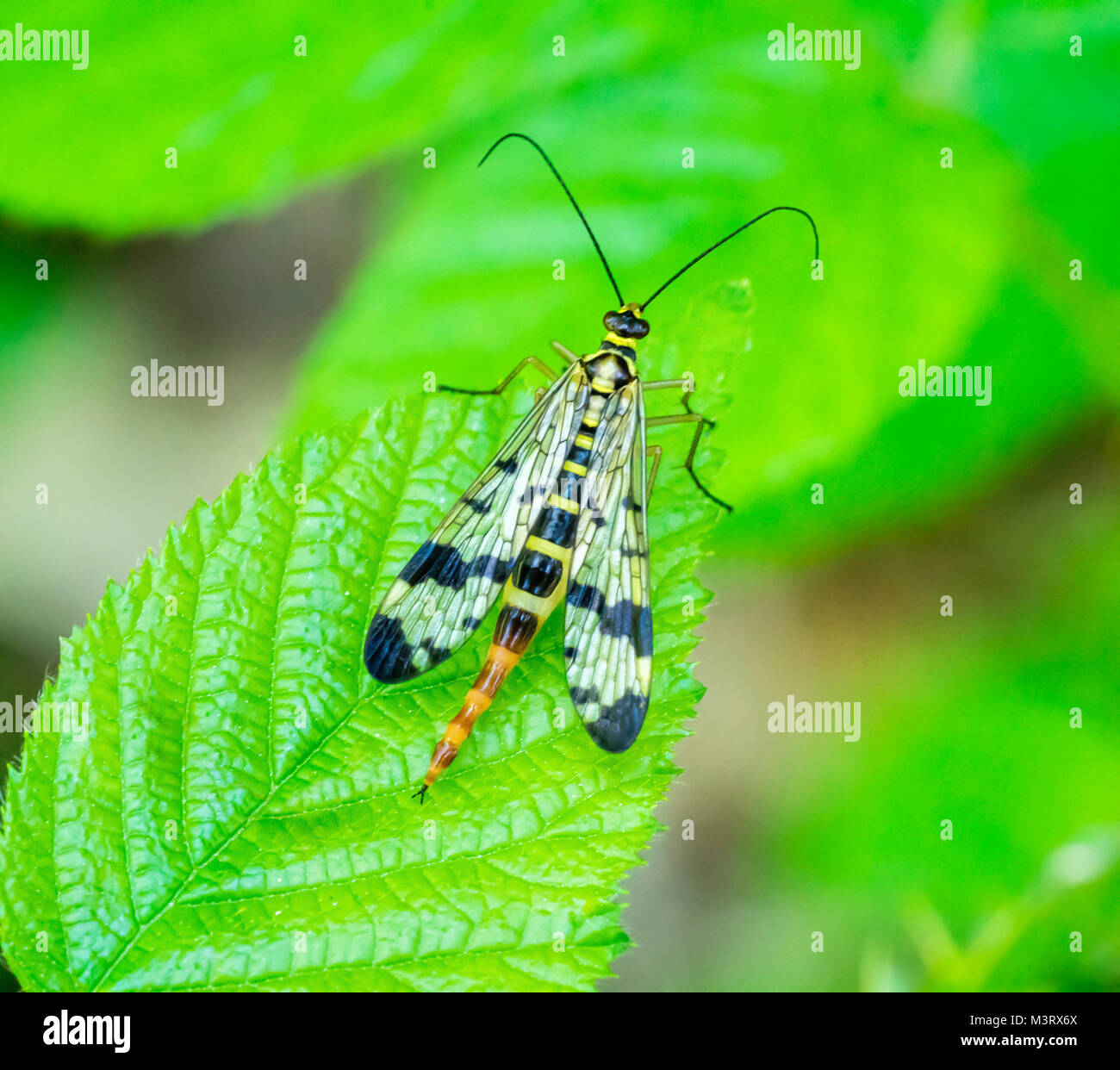 female scorpionfly on green leaf Stock Photo - Alamy