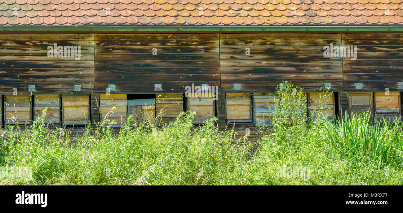 facade of a beehouse with lots of apiaries in sunny ambiance Stock ...
