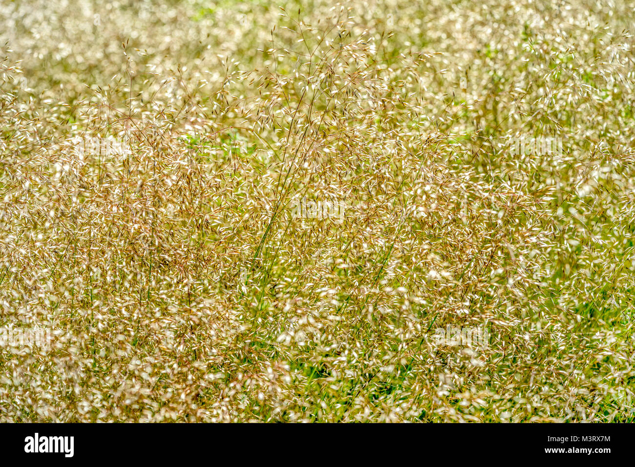 Spiky grass hi-res stock photography and images - Alamy