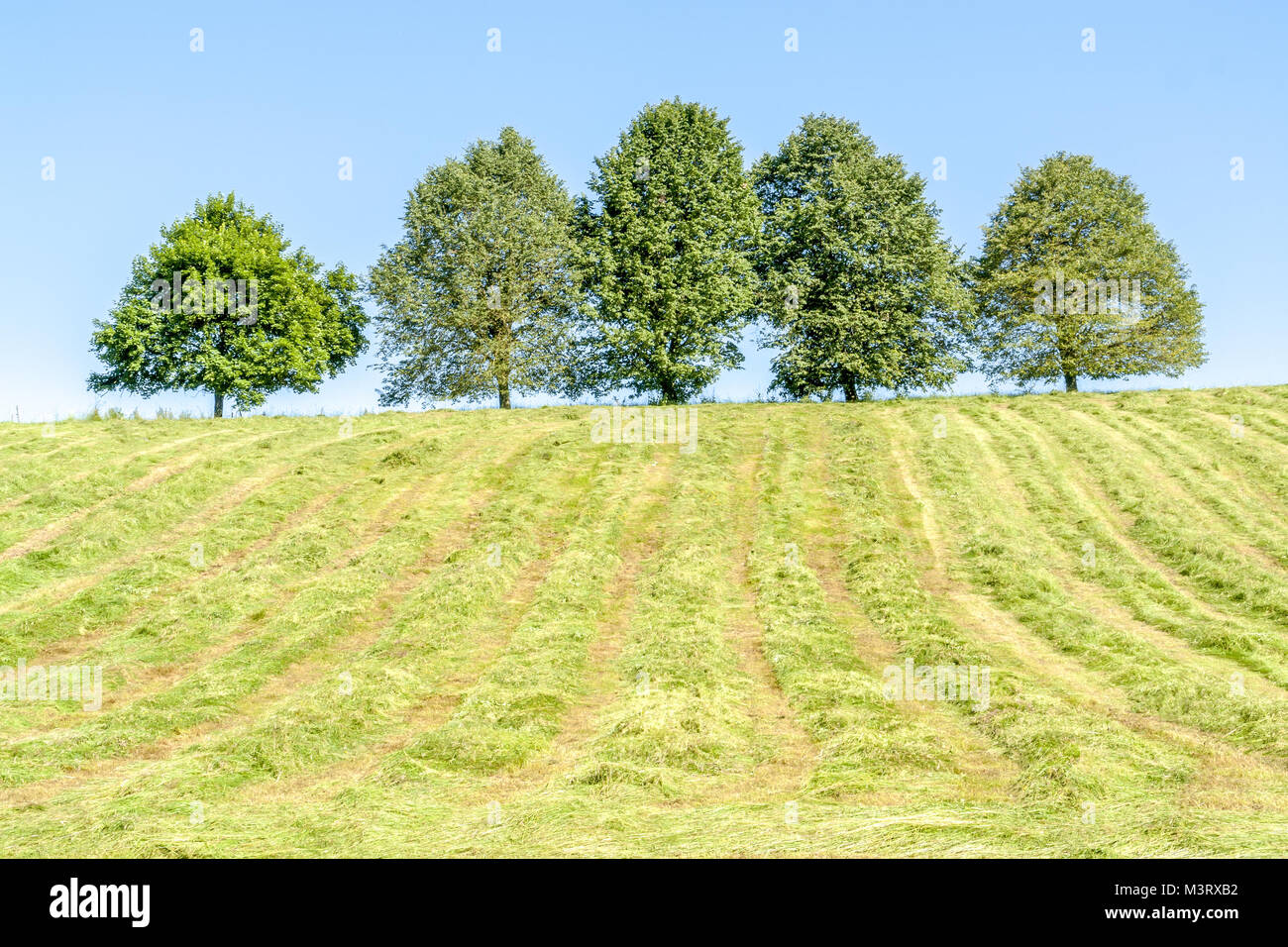 sunny scenery showing a hayfield with fruit trees at spring time in ...