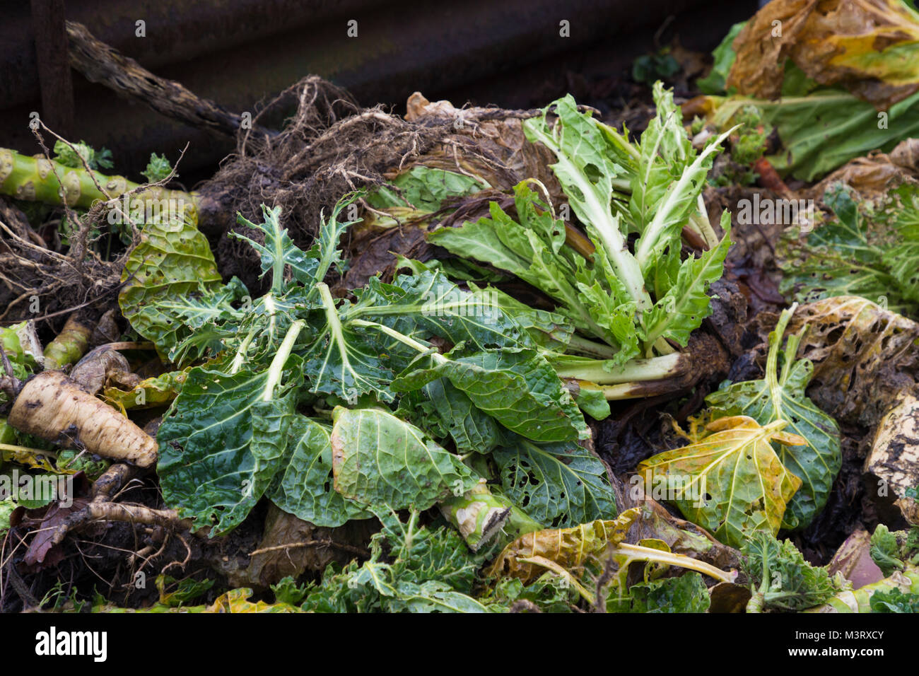 A compost heap in an allotment bin Stock Photo - Alamy